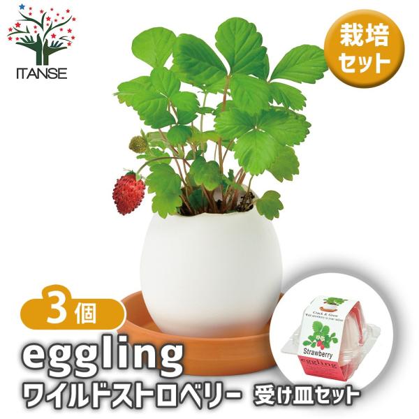 ★テラコッタで作られた受け皿付き【商品特徴】まるで本物のたまごのようなegglingシリーズ。たまごは陶器でできていて、中にはタネと土がセットされています。上部をスプーンなどでコンコンと割って水をあげると、かわいい芽が出てきます。【検索キー...