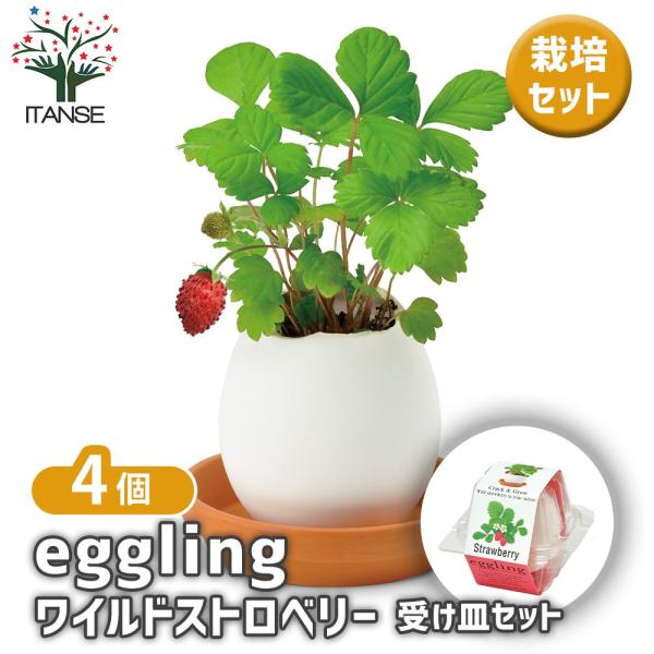 ★テラコッタで作られた受け皿付き【商品特徴】まるで本物のたまごのようなegglingシリーズ。たまごは陶器でできていて、中にはタネと土がセットされています。上部をスプーンなどでコンコンと割って水をあげると、かわいい芽が出てきます。【検索キー...