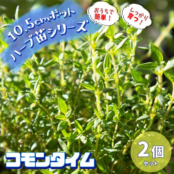 【検索キーワード】ハーブ苗 ハーブの苗 herb苗 花苗 花の苗 野菜苗 野菜の苗 栽培セット 栽培キット セット販売 セット商品 家庭菜園 ガーデニング プランター 花壇 鉢植え コンテナ 寄植え 寄せ植え 室内栽培 ベランダ栽培 ベラン...