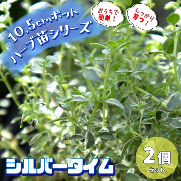 【検索キーワード】ハーブ苗 ハーブの苗 herb苗 花苗 花の苗 野菜苗 野菜の苗 栽培セット 栽培キット セット販売 セット商品 家庭菜園 ガーデニング プランター 花壇 鉢植え コンテナ 寄植え 寄せ植え 室内栽培 ベランダ栽培 ベラン...