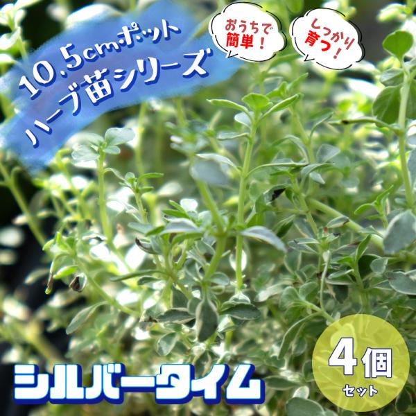 【検索キーワード】ハーブ苗 ハーブの苗 herb苗 花苗 花の苗 野菜苗 野菜の苗 栽培セット 栽培キット セット販売 セット商品 家庭菜園 ガーデニング プランター 花壇 鉢植え コンテナ 寄植え 寄せ植え 室内栽培 ベランダ栽培 ベラン...