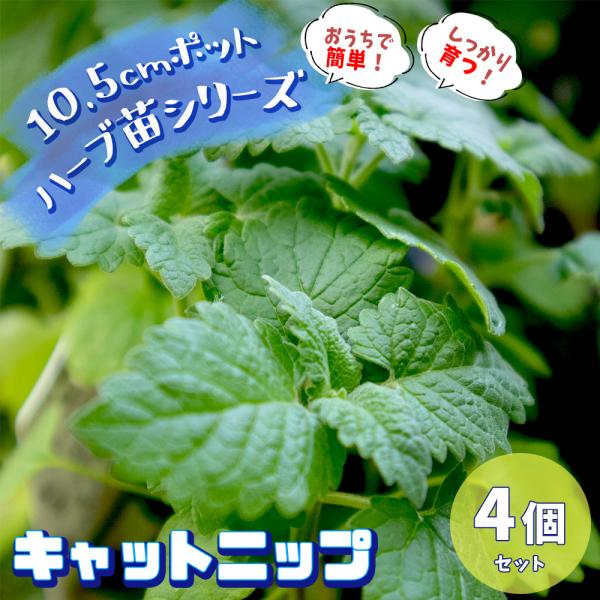 【検索キーワード】ハーブ苗 ハーブの苗 herb苗 花苗 花の苗 野菜苗 野菜の苗 栽培セット 栽培キット セット販売 セット商品 家庭菜園 ガーデニング プランター 花壇 鉢植え コンテナ 寄植え 寄せ植え 室内栽培 ベランダ栽培 ベラン...