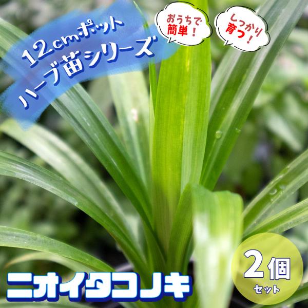 ニオイタコノキ(パンダンリーフ)は、葉に甘い独特な香りを持つハーブで、アジア料理、エスニック料理、タイ料理、シンガポール料理では欠かせないハーブです。【検索キーワード】ハーブ苗 ハーブの苗 herb苗 野菜苗 野菜の苗 栽培セット 栽培キッ...