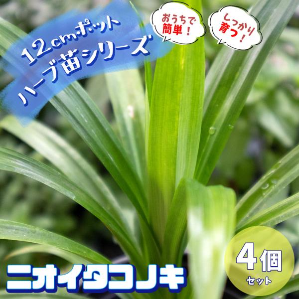 ニオイタコノキ(パンダンリーフ)は、葉に甘い独特な香りを持つハーブで、アジア料理、エスニック料理、タイ料理、シンガポール料理では欠かせないハーブです。【検索キーワード】ハーブ苗 ハーブの苗 herb苗 野菜苗 野菜の苗 栽培セット 栽培キッ...