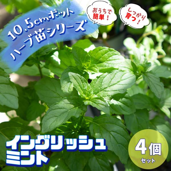 【検索キーワード】ハーブ苗 ハーブの苗 herb苗 花苗 花の苗 野菜苗 野菜の苗 栽培セット 栽培キット セット販売 セット商品 家庭菜園 ガーデニング プランター 花壇 鉢植え コンテナ 寄植え 寄せ植え 室内栽培 ベランダ栽培 ベラン...
