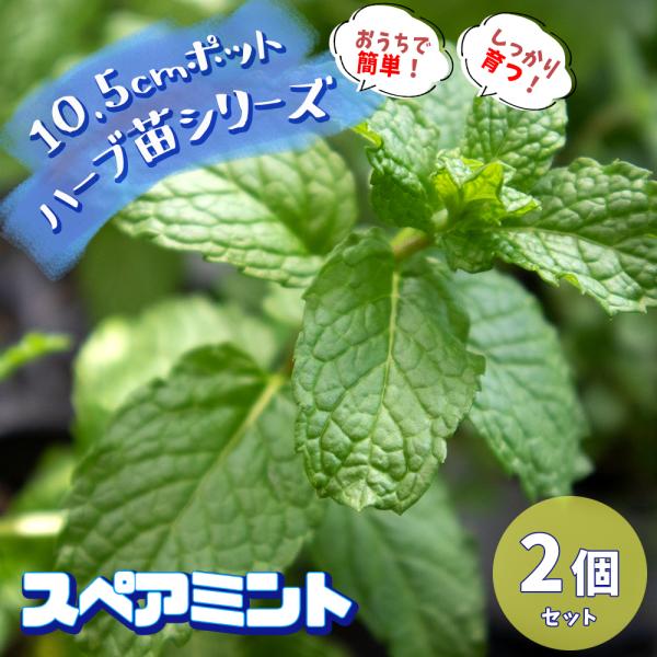 【検索キーワード】ハーブ苗 ハーブの苗 herb苗 花苗 花の苗 野菜苗 野菜の苗 栽培セット 栽培キット セット販売 セット商品 家庭菜園 ガーデニング プランター 花壇 鉢植え コンテナ 寄植え 寄せ植え 室内栽培 ベランダ栽培 ベラン...