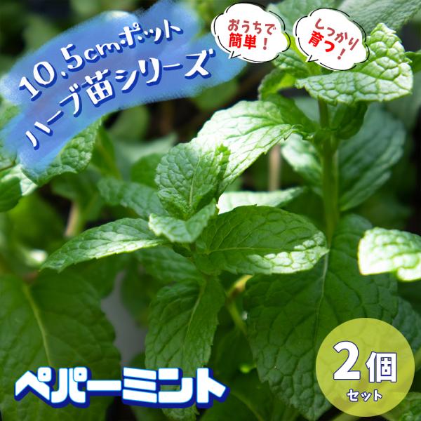 【検索キーワード】ハーブ苗 ハーブの苗 herb苗 花苗 花の苗 野菜苗 野菜の苗 栽培セット 栽培キット セット販売 セット商品 家庭菜園 ガーデニング プランター 花壇 鉢植え コンテナ 寄植え 寄せ植え 室内栽培 ベランダ栽培 ベラン...