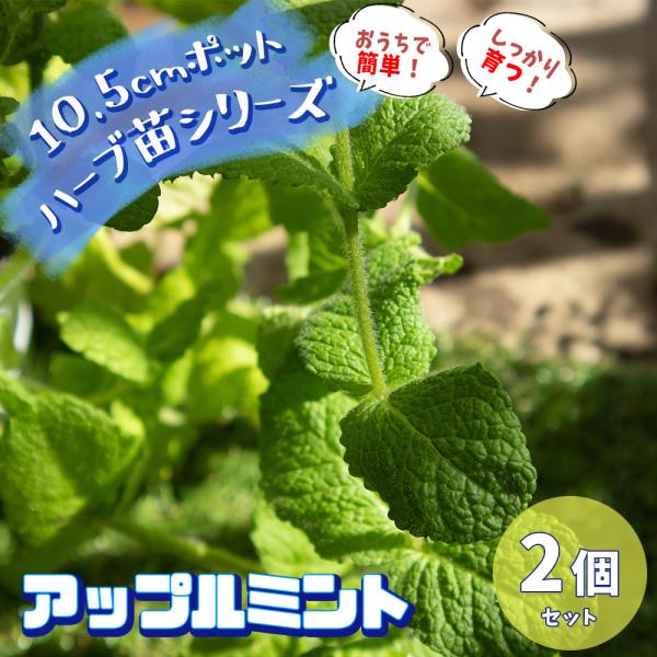 【検索キーワード】ハーブ苗 ハーブの苗 herb苗 花苗 花の苗 野菜苗 野菜の苗 栽培セット 栽培キット セット販売 セット商品 家庭菜園 ガーデニング プランター 花壇 鉢植え コンテナ 寄植え 寄せ植え 室内栽培 ベランダ栽培 ベラン...