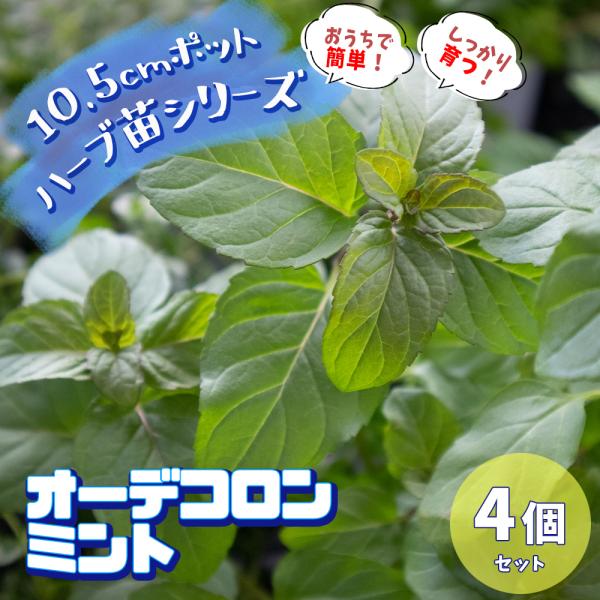 【検索キーワード】ハーブ苗 ハーブの苗 herb苗 花苗 花の苗 野菜苗 野菜の苗 栽培セット 栽培キット セット販売 セット商品 家庭菜園 ガーデニング プランター 花壇 鉢植え コンテナ 寄植え 寄せ植え 室内栽培 ベランダ栽培 ベラン...