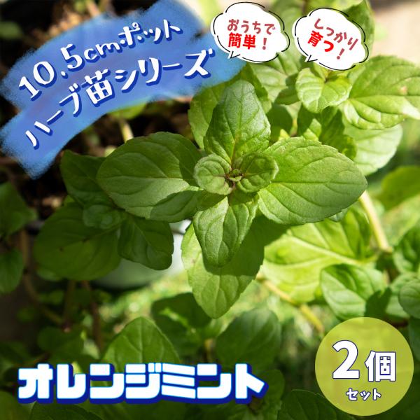 【検索キーワード】ハーブ苗 ハーブの苗 herb苗 花苗 花の苗 野菜苗 野菜の苗 栽培セット 栽培キット セット販売 セット商品 家庭菜園 ガーデニング プランター 花壇 鉢植え コンテナ 寄植え 寄せ植え 室内栽培 ベランダ栽培 ベラン...