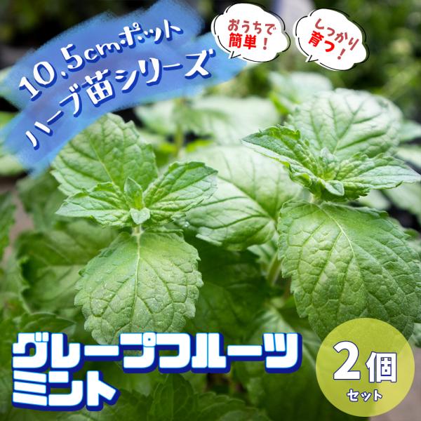 【検索キーワード】ハーブ苗 ハーブの苗 herb苗 花苗 花の苗 野菜苗 野菜の苗 栽培セット 栽培キット セット販売 セット商品 家庭菜園 ガーデニング プランター 花壇 鉢植え コンテナ 寄植え 寄せ植え 室内栽培 ベランダ栽培 ベラン...