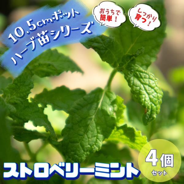 【検索キーワード】ハーブ苗 ハーブの苗 herb苗 花苗 花の苗 野菜苗 野菜の苗 栽培セット 栽培キット セット販売 セット商品 家庭菜園 ガーデニング プランター 花壇 鉢植え コンテナ 寄植え 寄せ植え 室内栽培 ベランダ栽培 ベラン...