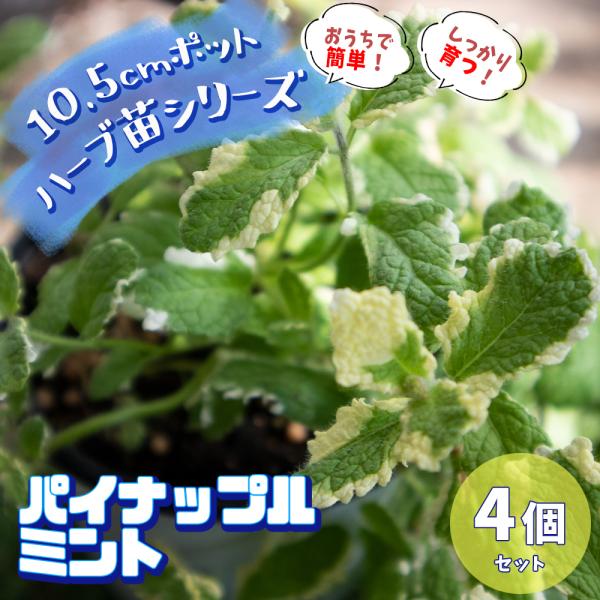 【検索キーワード】ハーブ苗 ハーブの苗 herb苗 花苗 花の苗 野菜苗 野菜の苗 栽培セット 栽培キット セット販売 セット商品 家庭菜園 ガーデニング プランター 花壇 鉢植え コンテナ 寄植え 寄せ植え 室内栽培 ベランダ栽培 ベラン...