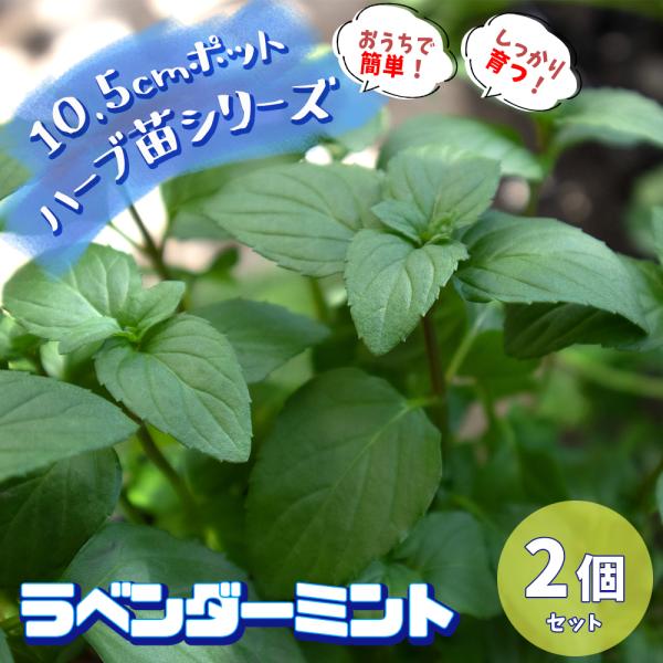 【検索キーワード】ハーブ苗 ハーブの苗 herb苗 花苗 花の苗 野菜苗 野菜の苗 栽培セット 栽培キット セット販売 セット商品 家庭菜園 ガーデニング プランター 花壇 鉢植え コンテナ 寄植え 寄せ植え 室内栽培 ベランダ栽培 ベラン...