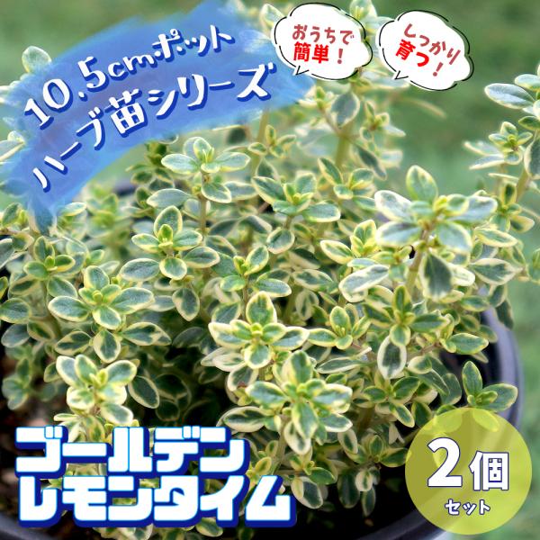 レモンのような爽やかな香りが特徴のハーブで、葉の縁に美しい黄色い班が入った観賞価値も高い品種です。肉や魚の臭み消しに使えるほか、パセリ、ローリエなどを合わせたブーケガルニを作って煮込み料理にも使えます。また、ハーブティーとしても楽しめたり、...