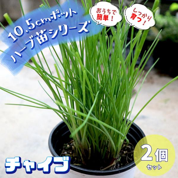 チャイブはセイヨウアサツキとも呼ばれるネギの仲間で、西洋ではネギのように使われるハーブです。ネギやアサツキと同じように薬味感覚で使え、サラダ、スープ、オムレツなどの卵料理、じゃがいも料理にも相性がいいです。味や香りはマイルドでとても食べやす...