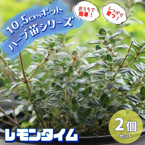 【検索キーワード】ハーブ苗 ハーブの苗 herb苗 花苗 花の苗 野菜苗 野菜の苗 栽培セット 栽培キット セット販売 セット商品 家庭菜園 ガーデニング プランター 花壇 鉢植え コンテナ 寄植え 寄せ植え 室内栽培 ベランダ栽培 ベラン...