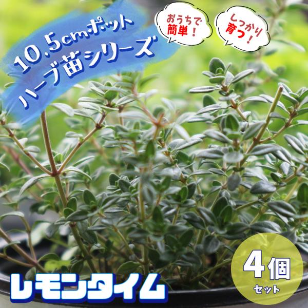 【検索キーワード】ハーブ苗 ハーブの苗 herb苗 花苗 花の苗 野菜苗 野菜の苗 栽培セット 栽培キット セット販売 セット商品 家庭菜園 ガーデニング プランター 花壇 鉢植え コンテナ 寄植え 寄せ植え 室内栽培 ベランダ栽培 ベラン...