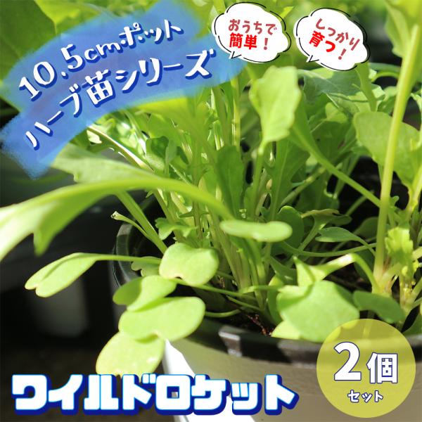 【検索キーワード】ハーブ苗 ハーブの苗 herb苗 花苗 花の苗 野菜苗 野菜の苗 栽培セット 栽培キット セット販売 セット商品 家庭菜園 ガーデニング プランター 花壇 鉢植え コンテナ 寄植え 寄せ植え 室内栽培 ベランダ栽培 ベラン...
