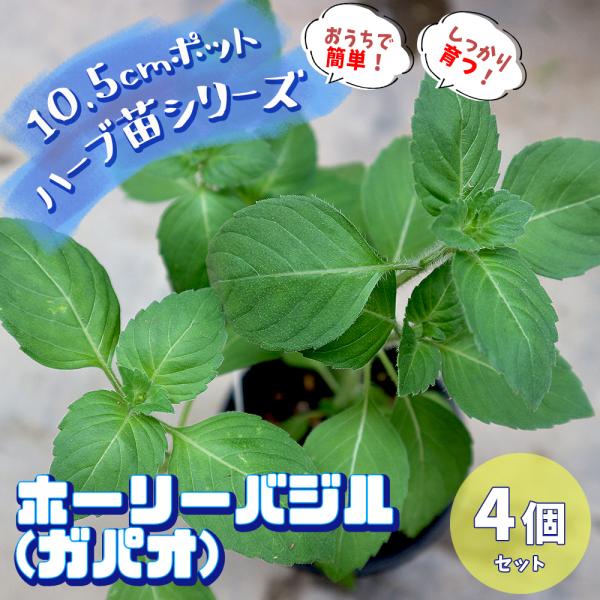 ホーリーバジル（トゥルシー）の花言葉は『神聖』『祝福』『好意』です。インドのヒンドゥー教では、神に捧げる植物されるホーリーバジルが、寺院や家の周辺に植えられているそうです。日本では数品種がホーリーバジルとして販売されていますが、この品種は日...