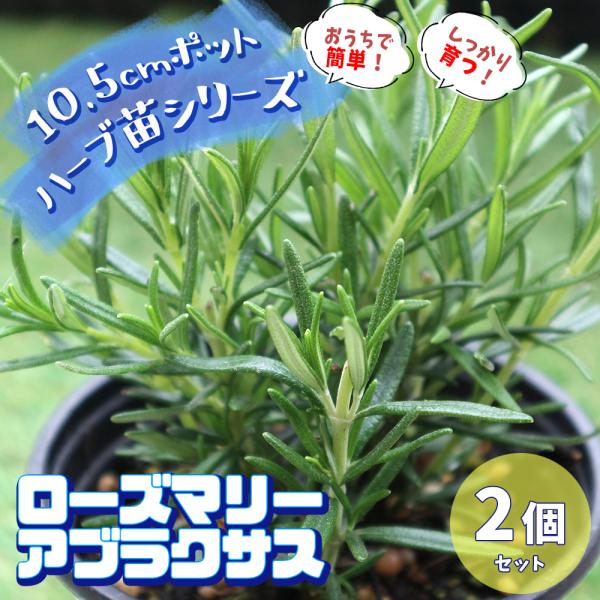 【おうちで簡単！育てやすい10.5cmポットハーブ苗シリーズ！】 育てやすい理由は、「根張り」・「大きさ」・「選別」にあります！ 1.当店の10.cmポット苗は根張りが良いので、植え替え後にしっかり根付きます！ 2.一般的に流通している9c...