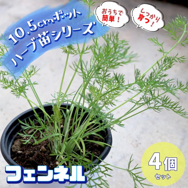 育てやすく葉・茎・種・花の全てを利用出来るハーブで、初心者にもオススメです。魚のハーブと言われるほど、魚料理と相性が良く臭み消しをしてくれます。また、オリーブオイルやビネガーに浸して、ドレッシングとしても使えます。茎や株元や葉をサラダやスー...