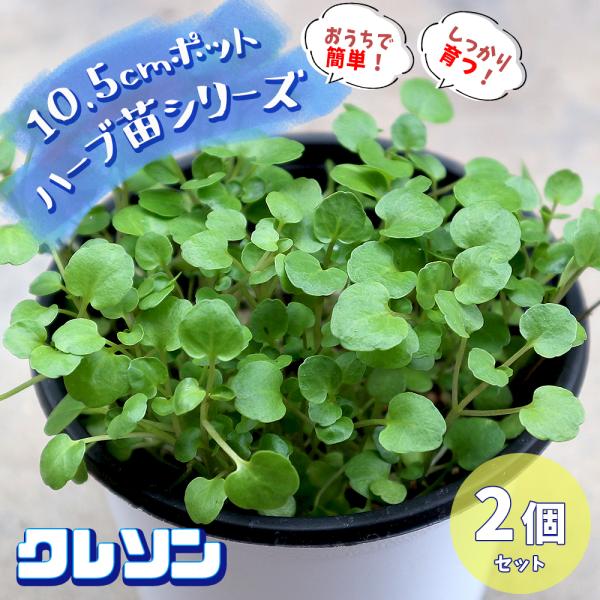 サラダに付け合わせ、スムージーやスープや炒めものなど、生でも加熱しても美味しいクレソン。「最強の野菜」と称されるほど、その栄養価の高さが注目されています。栄養素の密度により食品を評価する「栄養素密度インデックス」でクレソンが100点中100...