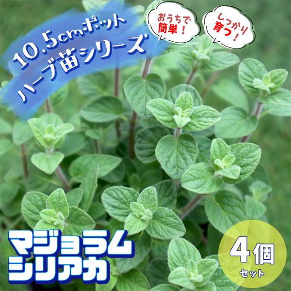 茎や葉には淡いミントのような香りがあり、肉料理やじゃがいもの香辛料として使われてきました。その他、サラダやシチュー、ドレッシングに利用されたりします。また、ハーブティーやカクテルなどにしたり、ハーブバスやポプリ、消臭剤や精油をアロマオイルと...