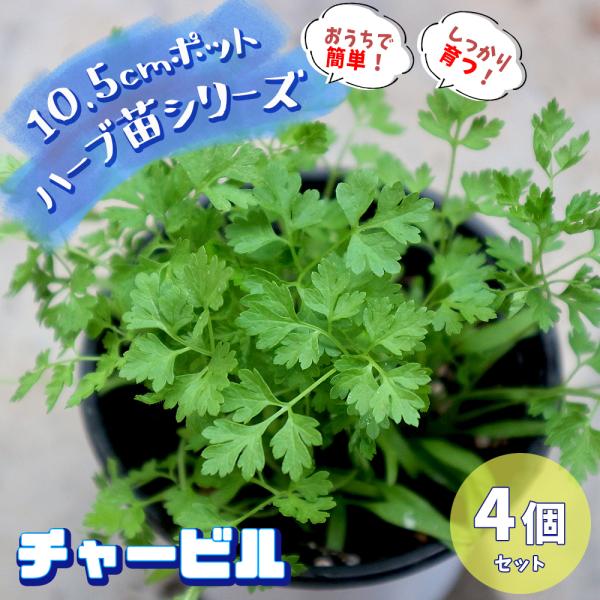 育てやすく春まきでも秋まきでも収穫できる定番のハーブです。手間がかからず、すぐ収穫できるのでキッチン・ベランダ菜園にオススメです。やや日陰になる場所で育てると柔らかい葉に仕上がります。サラダ、スープ、肉、魚、スイーツなど何にでも使える点はパ...