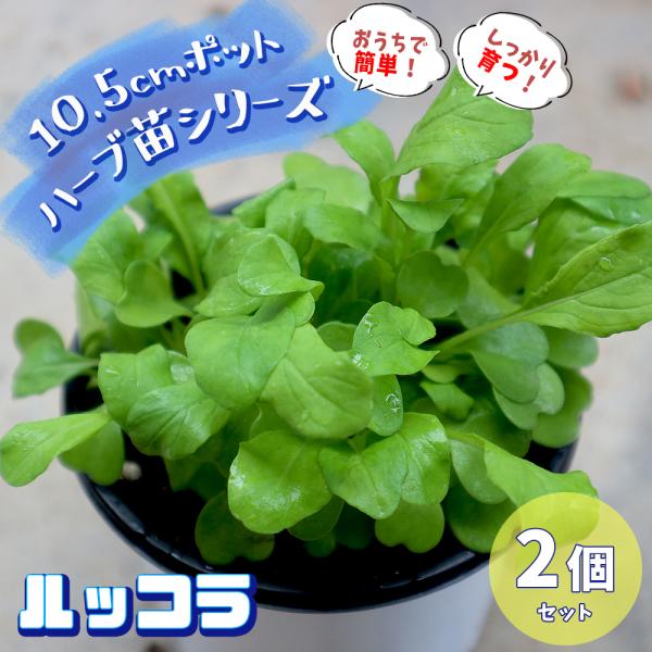 ルッコラは地中海沿岸原産の一年草です。ゴマのような風味があり、多少辛みも感じます。若い葉をサラダに入れて食べると大変美味しく、その他おひたしや炒め物、肉料理の付け合せ等、用途は幅広いです。簡単に育てられるので、キッチン・ベランダ菜園にオスス...