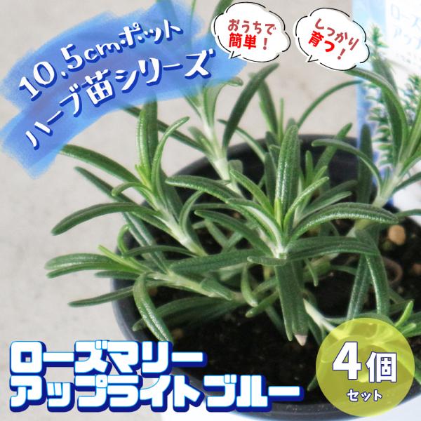 【検索キーワード】ハーブ苗 ハーブの苗 herb苗 栽培セット 栽培キット セット販売 セット商品 家庭菜園 ガーデニング プランター 花壇 鉢植え コンテナ 寄植え 寄せ植え 室内栽培 ベランダ栽培 ベランダ菜園 プレゼント ギフト 贈答...