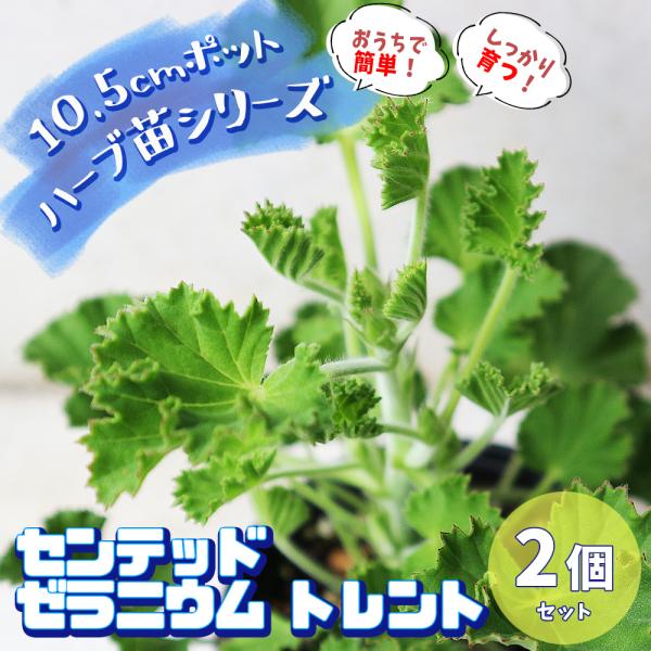 センテッドゼラニウム トレントは、フリルが入った小さめの葉と、ジンジャー(しょうが)の香りが特徴で、ピンクの小さい花を咲かせます。料理の香りづけや、ハーブティー、クッキーに利用出来ます。たくさん収穫出来たら、乾燥させてポプリやサシェにしても...