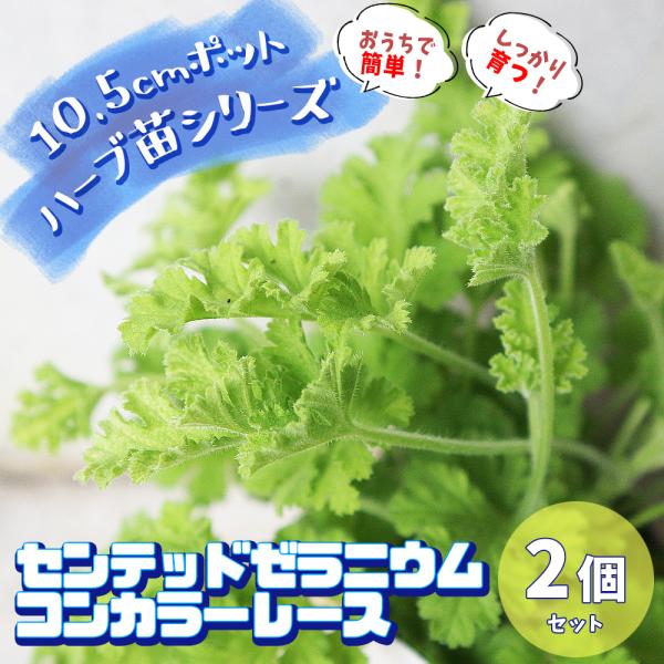 センテッドゼラニウム コンカラーレースは、フリルが入った小さめの葉と、ヘーゼルナッツの香りが特徴で、ピンクの小さい花を咲かせます。料理の香りづけや、ハーブティー、クッキーに利用出来ます。たくさん収穫出来たら、乾燥させてポプリやサシェにしても...