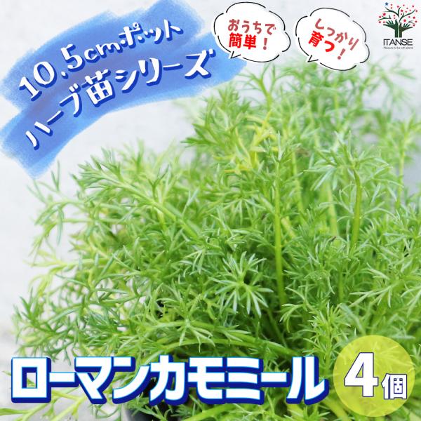 【おうちで簡単！育てやすい10.5cmポットハーブ苗シリーズ】■品種の特徴 その1「植物の医者」とも呼ばれるように、ローマンカモミールはまわりの植物を元気にするといわれます。このため、コンパニオンプランツとして花壇や菜園に植えられることもあ...