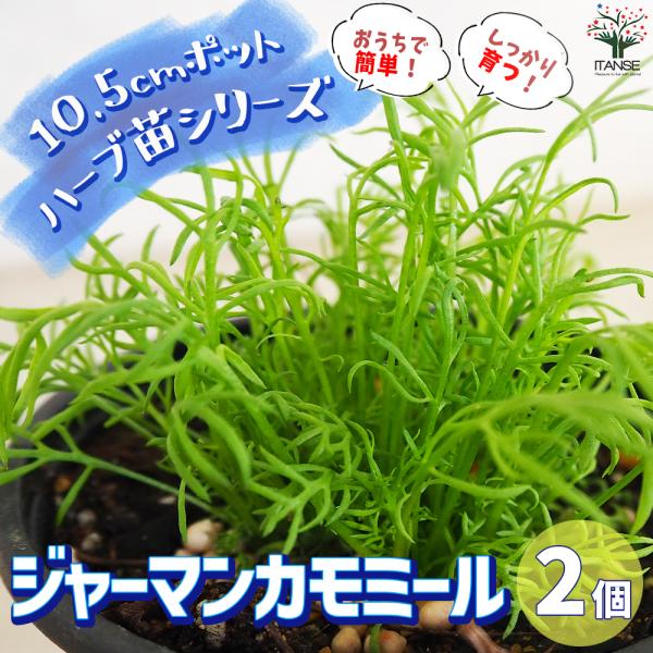 【おうちで簡単！育てやすい10.5cmポットハーブ苗シリーズ！】■品種の特徴ガーデニングフラワーとしても人気で、花と葉はハーブとして食用にされます。小花が爽やかで、可憐な雰囲気を持つ白花タイプです。ジャーマンカモミールは、ヨーロッパ、特にド...