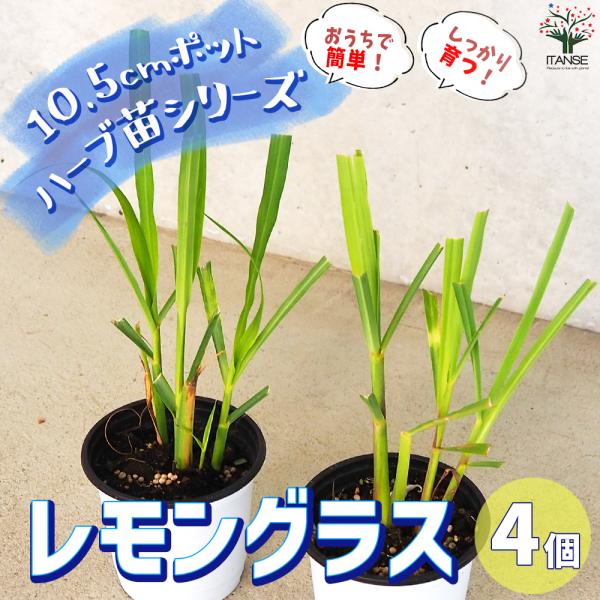 【おうちで簡単！育てやすい10.5cmポットハーブ苗シリーズ】■品種の特徴アジア料理およびカリブ料理でよく使用され、タイのスープ・トムヤムクンなどの料理の香り付けに用いられたり、ハーブティーとして利用できます。主な使用法はハーブティ、スープ...