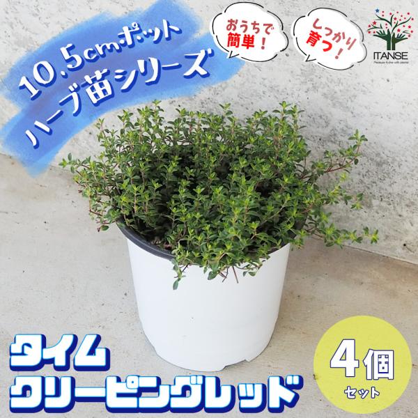 【10.5cmポットシリーズは""育てやすい""！】理由は、「根張り」・「大きさ」・「選別」にあります。1.根張り当店の10.cmポット苗は、根張りが良いので、植え替え後にしっかり根付きます！2.大きさ一般的に流通している9cmポット苗より...
