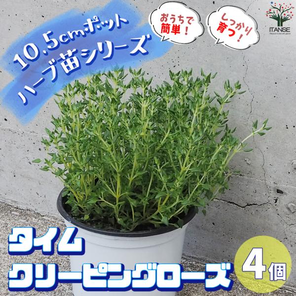 【おうちで簡単！育てやすい10.5cmポットハーブ苗シリーズ】 【10.5cmポットシリーズは""育てやすい""！】 理由は、「根張り」・「大きさ」・「選別」にあります。 1.根張り 当店の10.cmポット苗は、根張りが良いので、植え替え後...