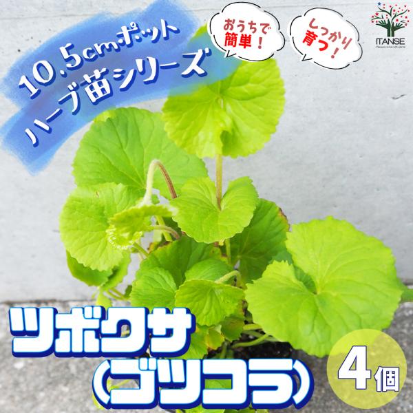 【おうちで簡単！育てやすい10.5cmポットハーブ苗シリーズ】【10.5cmポットシリーズは""育てやすい""！】理由は、「根張り」・「大きさ」・「選別」にあります。1.根張り当店の10.cmポット苗は、根張りが良いので、植え替え後にしっか...