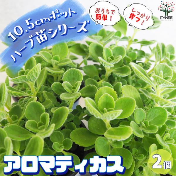 【おうちで簡単！育てやすい10.5cmポットハーブ苗シリーズ！】育てやすい理由は、「根張り」・「大きさ」・「選別」にあります！1.当店の10.5cmポット苗は根張りが良いので、植え替え後にしっかり根付きます！2.一般的に流通している9cmポ...