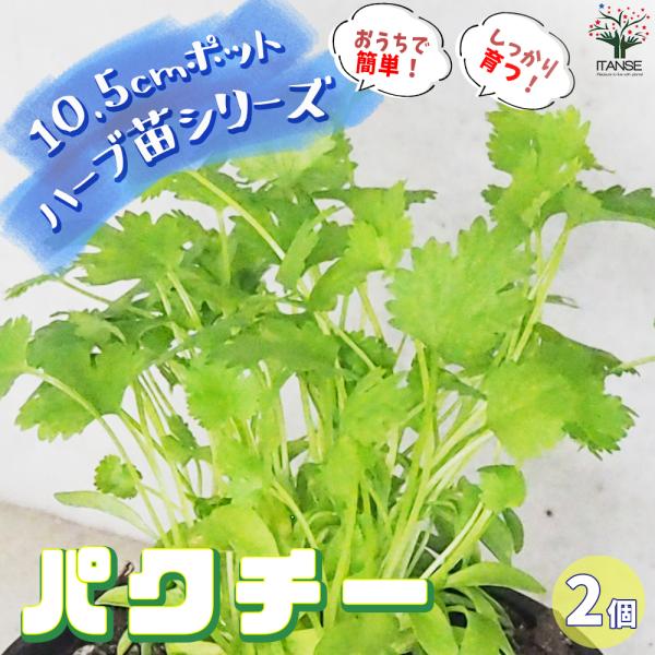 【おうちで簡単！育てやすい10.5cmポットハーブ苗シリーズ！】育てやすい理由は、「根張り」「大きさ」「選別」にあります！1.当店の10.5cmポット苗は根張りが良いので、植え替え後にしっかり根付きます！2.一般的に流通している9cmポット...