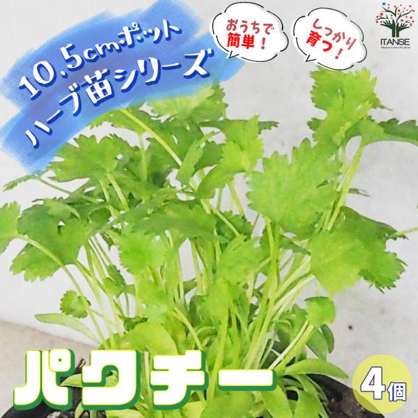 【おうちで簡単！育てやすい10.5cmポットハーブ苗シリーズ！】育てやすい理由は、「根張り」「大きさ」「選別」にあります！1.当店の10.5cmポット苗は根張りが良いので、植え替え後にしっかり根付きます！2.一般的に流通している9cmポット...