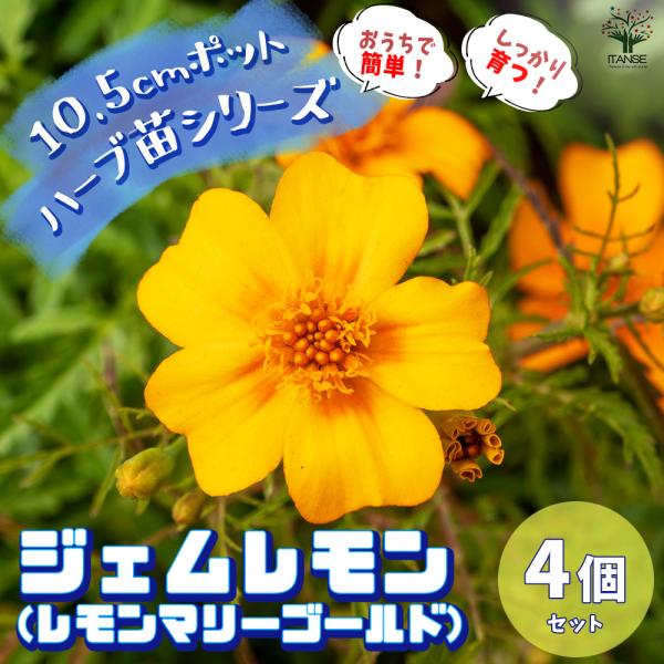 【おうちで簡単！育てやすい10.5cmポットハーブ苗シリーズ！】【品種特徴】バジル コルダシルとは、8月頃まで収穫が可能な品種です。直立性で、草丈は70cmほどまで育ちます。香りよく、ハーブティーやお料理と、幅広く利用することができます。収...