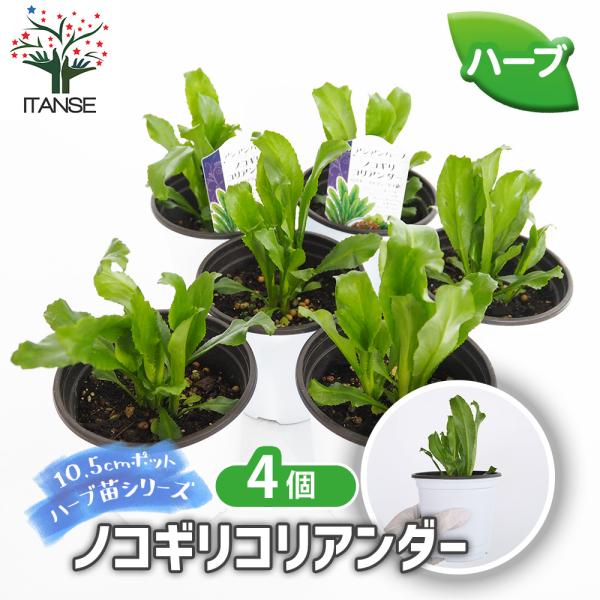 【品種特徴】ノコギリコリアンダー(パクチーファラン)は、パクチーよりも香りが強く、タイやベトナム料理で使われるアジアンハーブです。 若葉を細かく刻んで料理に使用します。 エリンジュームの仲間で、独特の香りと風味が特徴です。 株分けで簡単に増...
