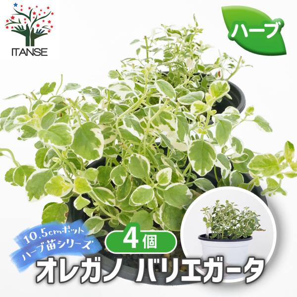 【品種特徴】オレガノバリエガータは、白い斑の入ったかわいい葉のオレガノ品種。 葉はコンパクトでまとまりやすく、家庭でも育てやすいガーデンハーブです。 夏頃にピンクや紫色の小さな花を咲かせます。 花は甘い香りがするので切り花やポプリに使うこと...