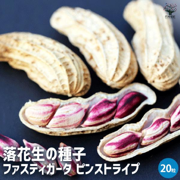 12時までのご注文で当日出荷！※一部商品/予約商品/日時指定を除く※一部決済方法/休業日を除く"ファスティガータ ピンストライプ"美しいストライプのピーナッツ(落花生)は、植物探検家Joe Simcoxによって最初に収集されたと言われ、この...