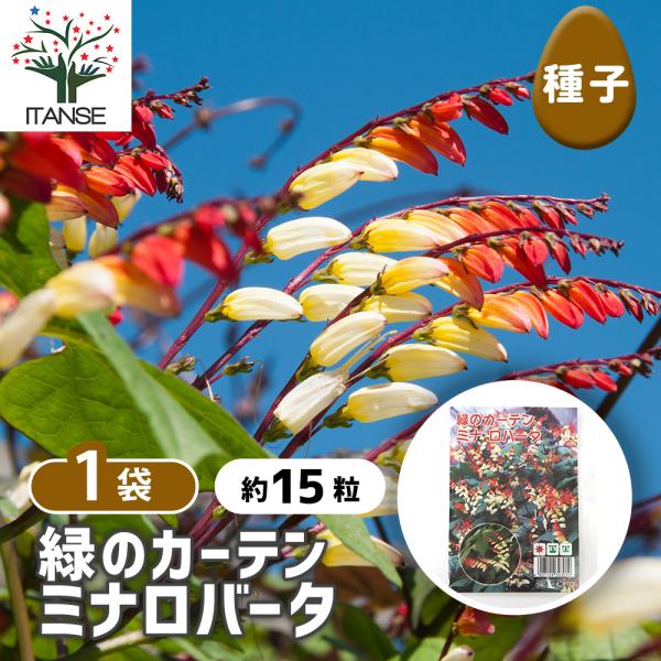 【品種特徴】「ミナ・ロバータ」は、鮮やかなグラデーションが特徴のつる性植物。つぼみは緋赤色から始まり、咲き進むにつれて橙・黄・白へと色変わりする独特の花色が楽しめます。夏にぐんぐんとツルが伸び、緑のカーテンとして活躍。花壇、プランター、鉢植...