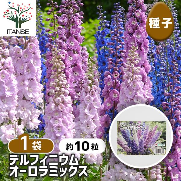【品種特徴】 長く伸びる花穂に大輪の八重花が密に付き、早春から初夏にかけて涼しげに咲きます。 花穂は40〜50cmにもなりとても豪華で、茎は固く丈夫で花もちも良好です。 つぼみの形がイルカに似ていることから「デルフィニウム」と名付けられまし...