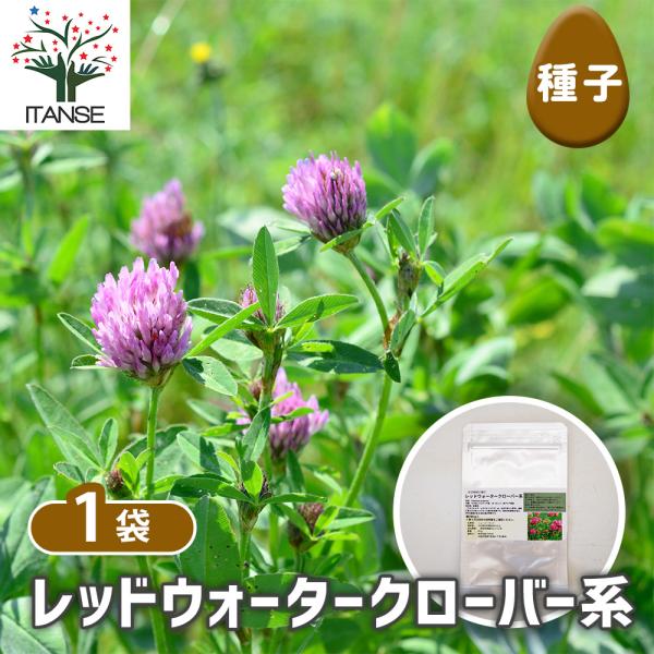 【品種特徴】四つ葉のクローバーのような葉が特徴の、湿地や水辺に生える植物です。気温が低い時期や、日光によく当てると葉が美しい赤紫色に紅葉します。繁殖力が旺盛で、横に這うように広がっていくため、ビオトープの縁取りや、湿り気のある場所のグランド...