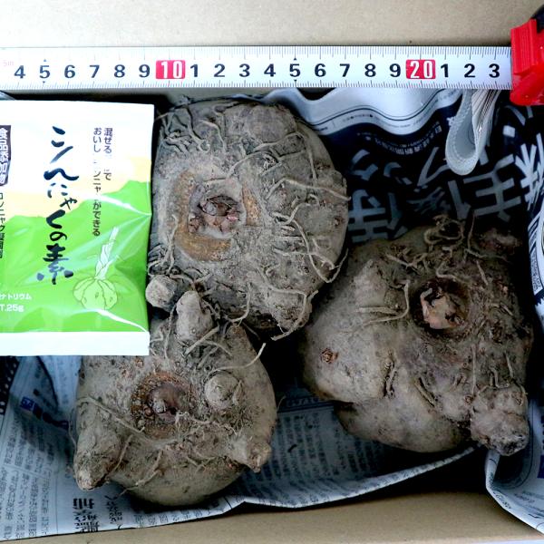 茨城県産土つき こんにゃく芋【約1kg超+こんにゃくの素1袋(25g)セット】【商品内容】茨城県産　こんにゃく芋(約1kg強)こんにゃくの素(凝固剤)手作りこんにゃくレシピ付き※コンニャク芋は生では食べられません。調理中は長めのゴム手袋をは...